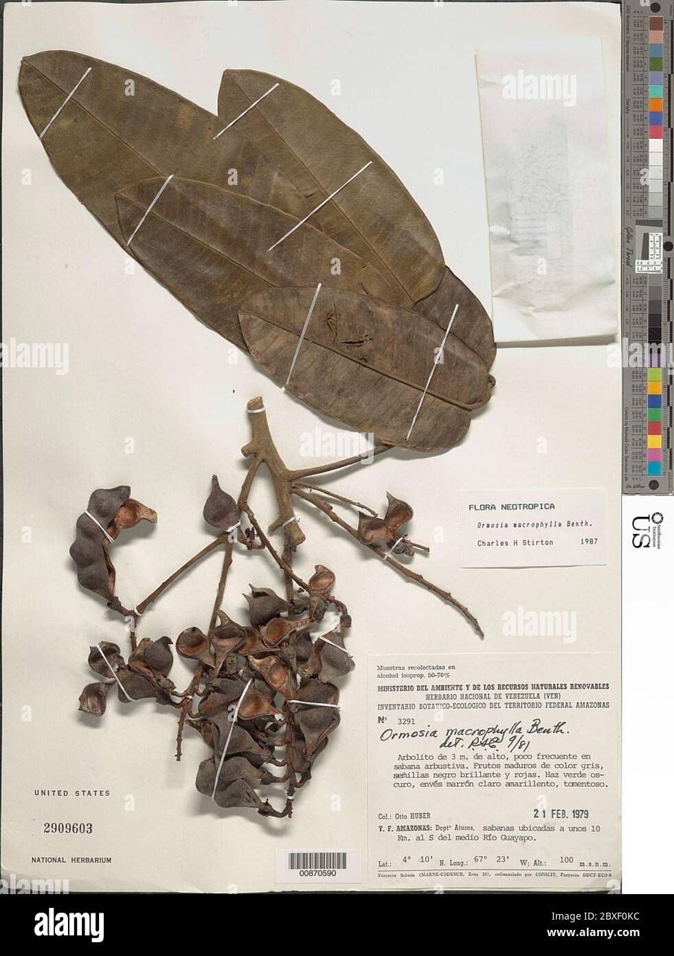 Ormosia macrophylla Ormosia macrophylla Stock Photo - Alamy