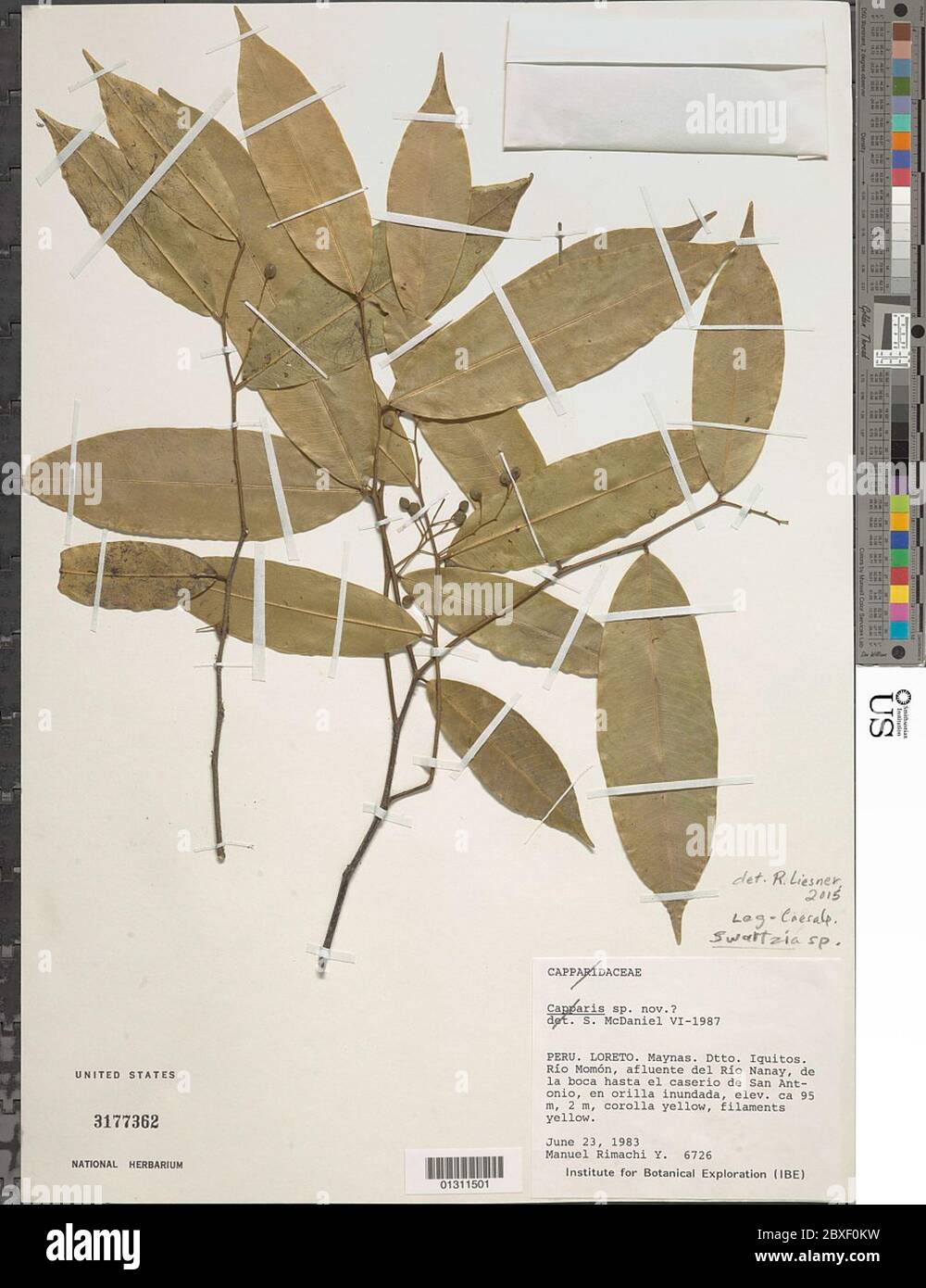 Swartzia hi-res stock photography and images - Alamy