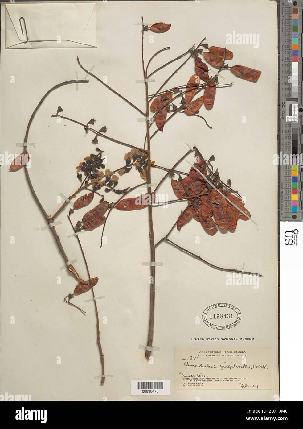 Bowdichia virgilioides Bowdichia virgilioides Stock Photo - Alamy