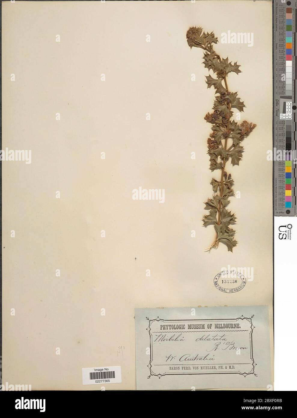 Mirbelia High Resolution Stock Photography and Images - Alamy