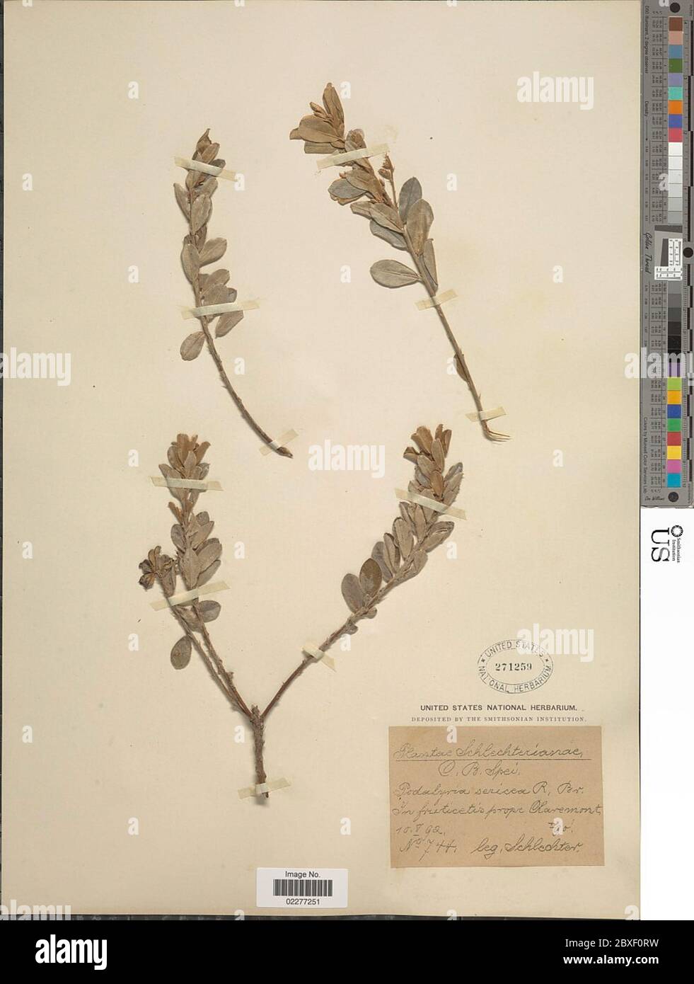 Podalyria sericea hi-res stock photography and images - Alamy