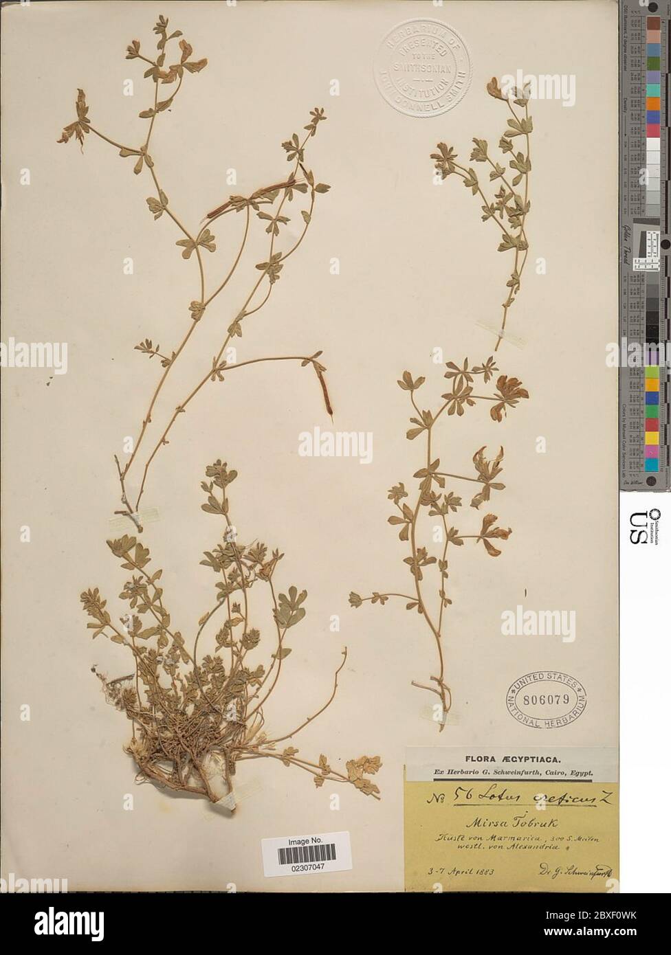 Lotus creticus hi-res stock photography and images - Alamy