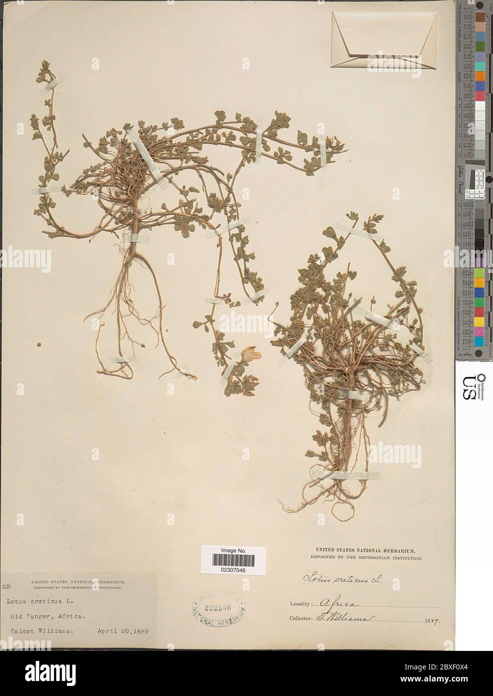 Lotus creticus L Lotus creticus L Stock Photo - Alamy