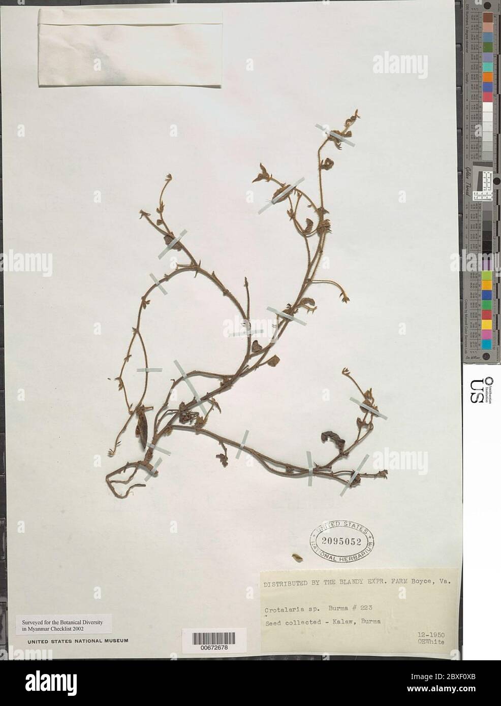 Crotalaria sp Crotalaria sp Stock Photo - Alamy