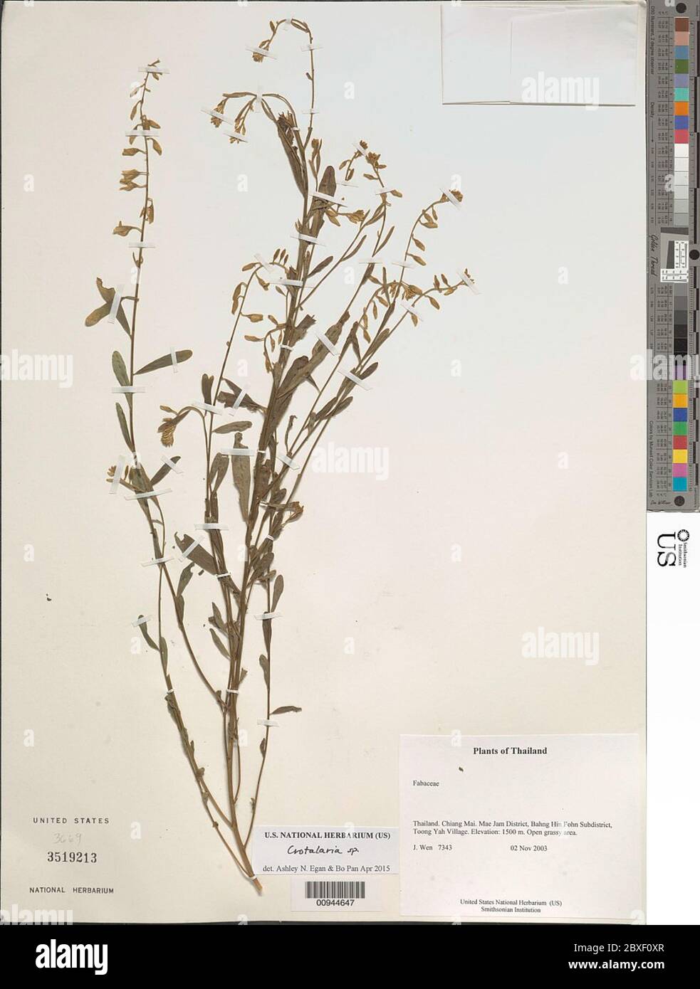 Crotalaria sp Crotalaria sp Stock Photo - Alamy