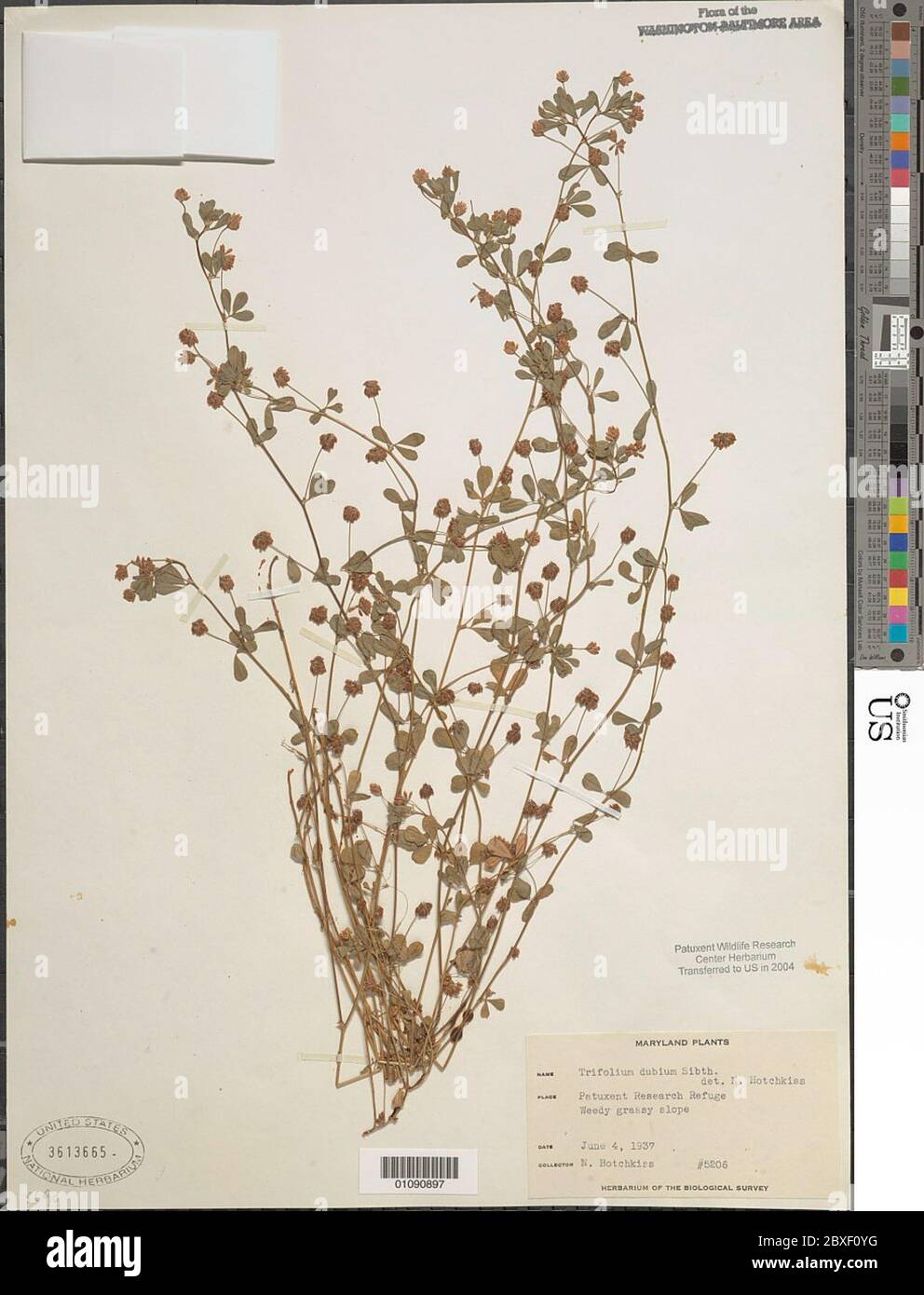 Trifolium dubium Sibth Trifolium dubium Sibth Stock Photo - Alamy