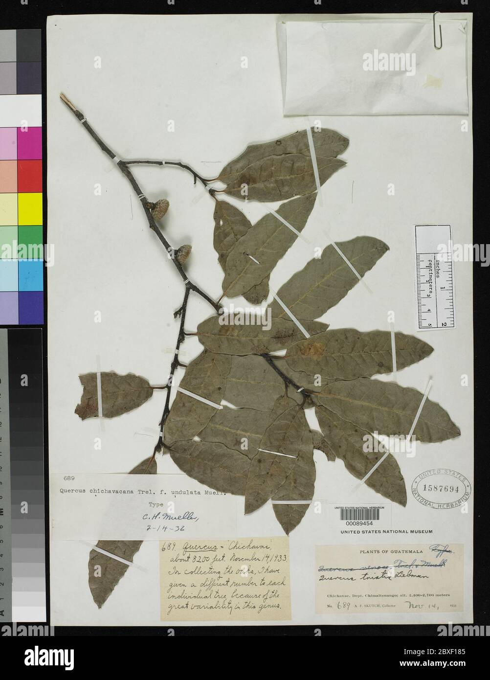 Quercus chichavacava f undulata CH Mull Quercus chichavacava f undulata ...