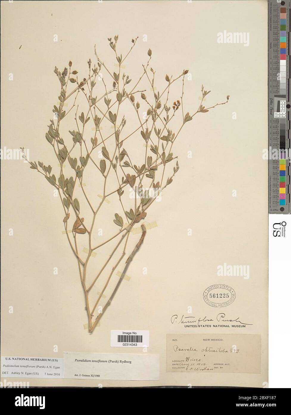 Psoralidium tenuiflorum Pursh Rydb Psoralidium tenuiflorum Pursh Rydb ...