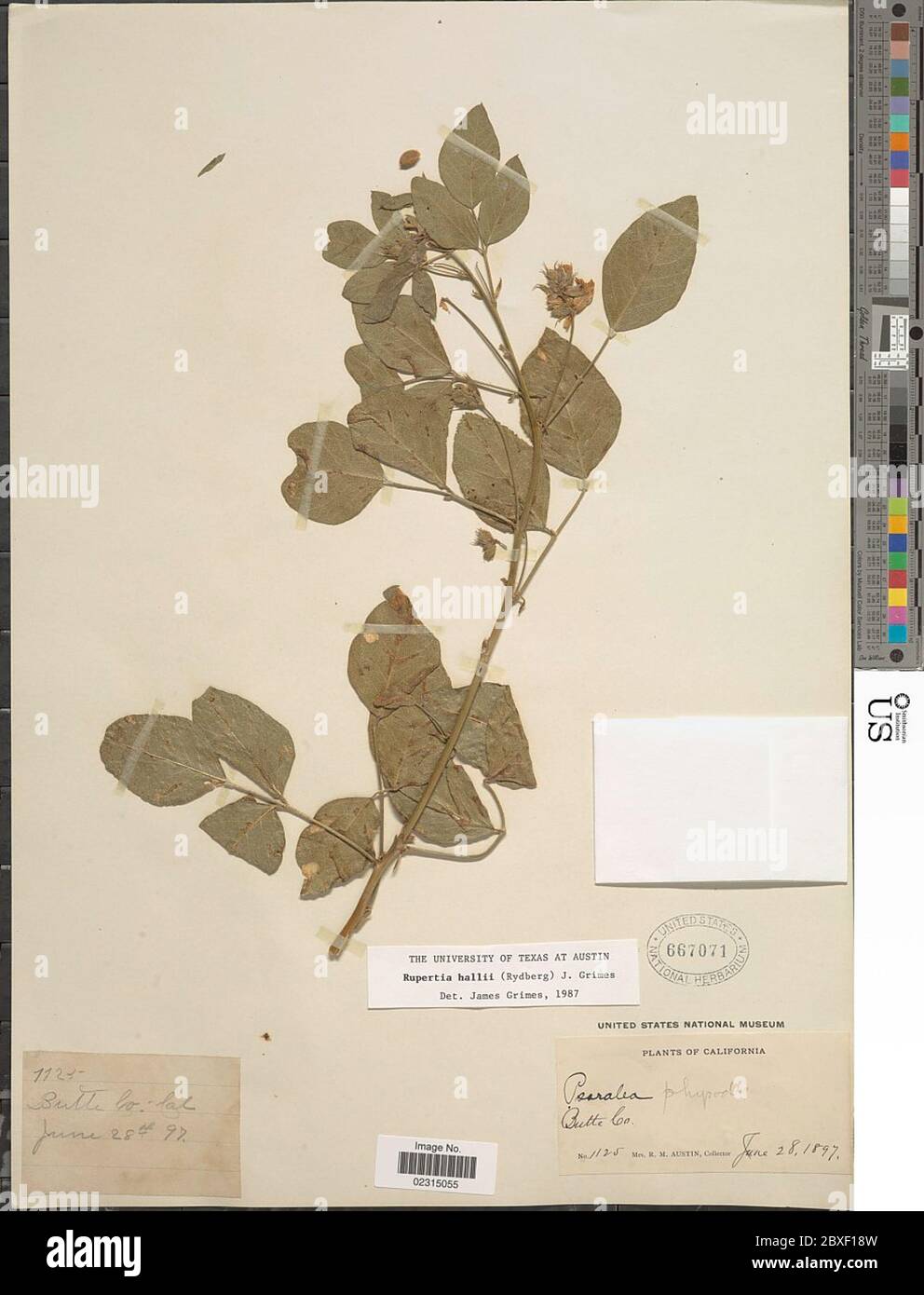 Rupertia hallii Rydb JW Grimes Rupertia hallii Rydb JW Grimes Stock ...