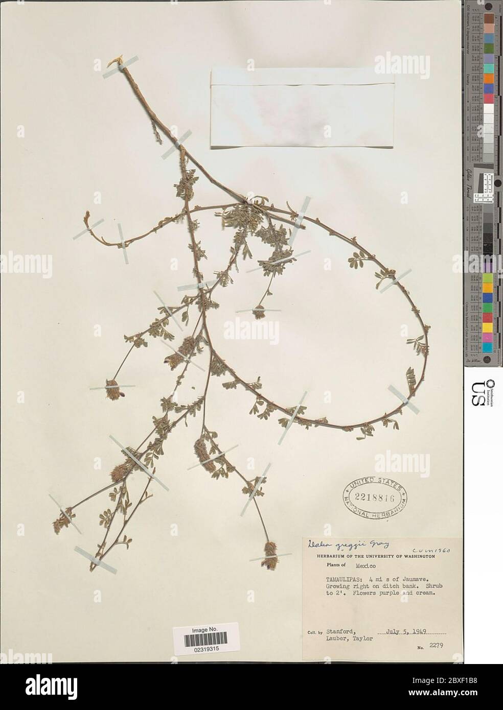 Dalea greggii hi-res stock photography and images - Alamy