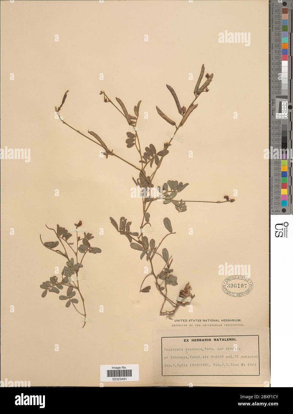 Tephrosia capensis hi-res stock photography and images - Alamy