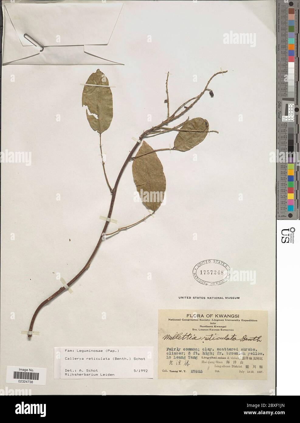 Callerya reticulata Benth Schot Callerya reticulata Benth Schot Stock ...