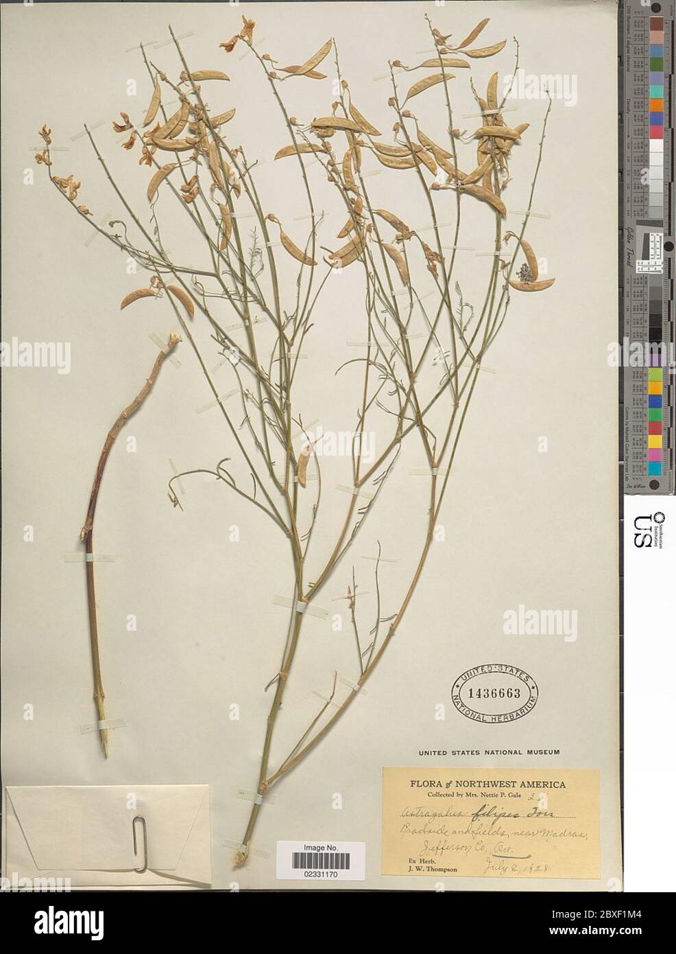 Astragalus filipes A Gray Astragalus filipes A Gray Stock Photo - Alamy