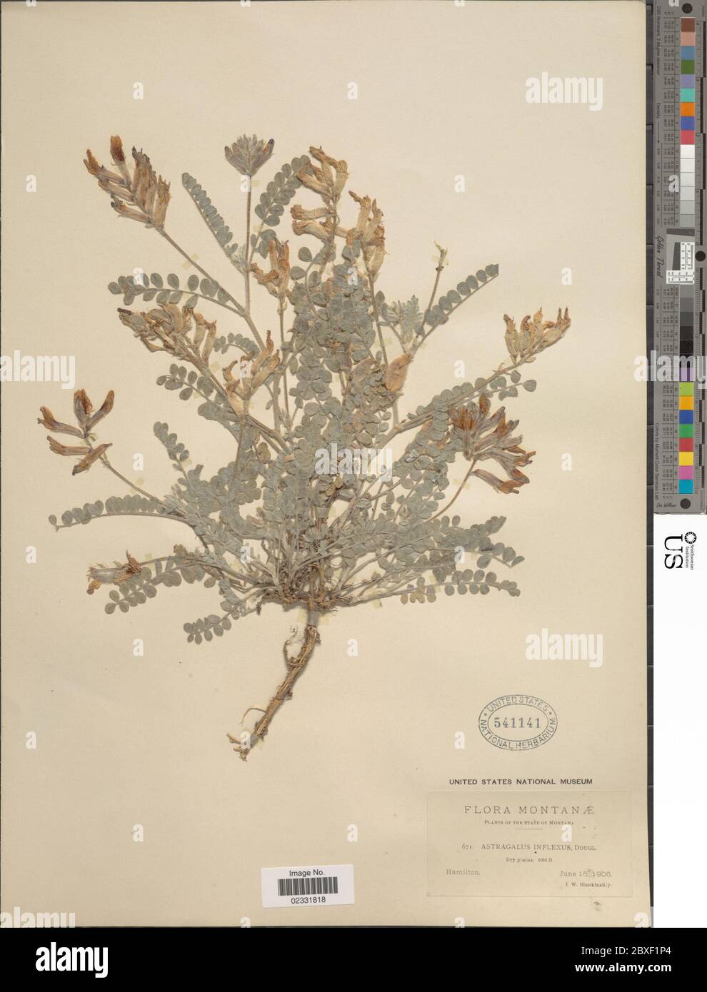 Astragalus inflexus Douglas Astragalus inflexus Douglas Stock Photo - Alamy