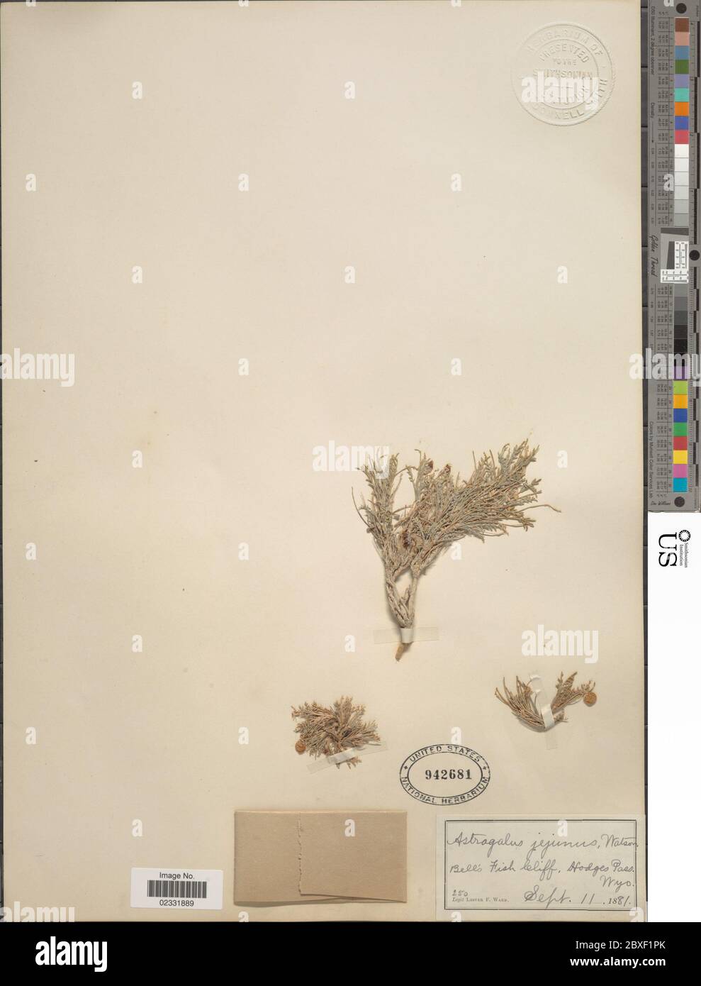 Astragalus jejunus S Watson in C King Astragalus jejunus S Watson in C ...