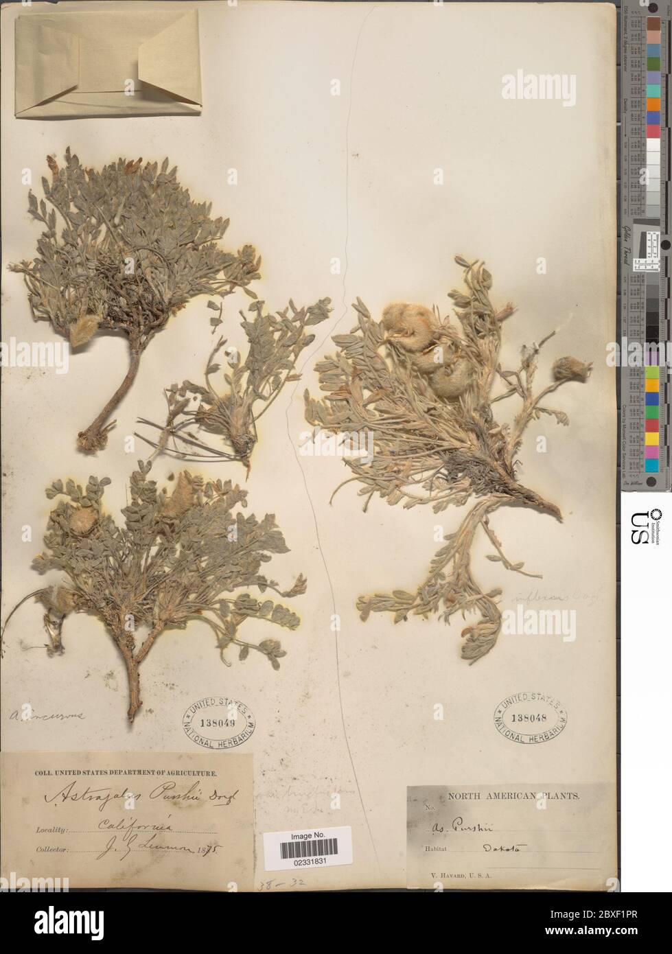 Plant species astragalus incurvus hi-res stock photography and images ...