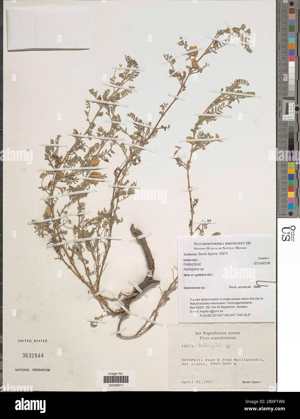Plant astragalus genus hi-res stock photography and images - Alamy