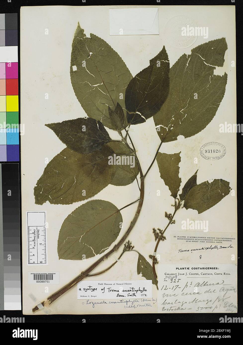 Trema enantiophylla Donn Sm Trema enantiophylla Donn Sm Stock Photo - Alamy