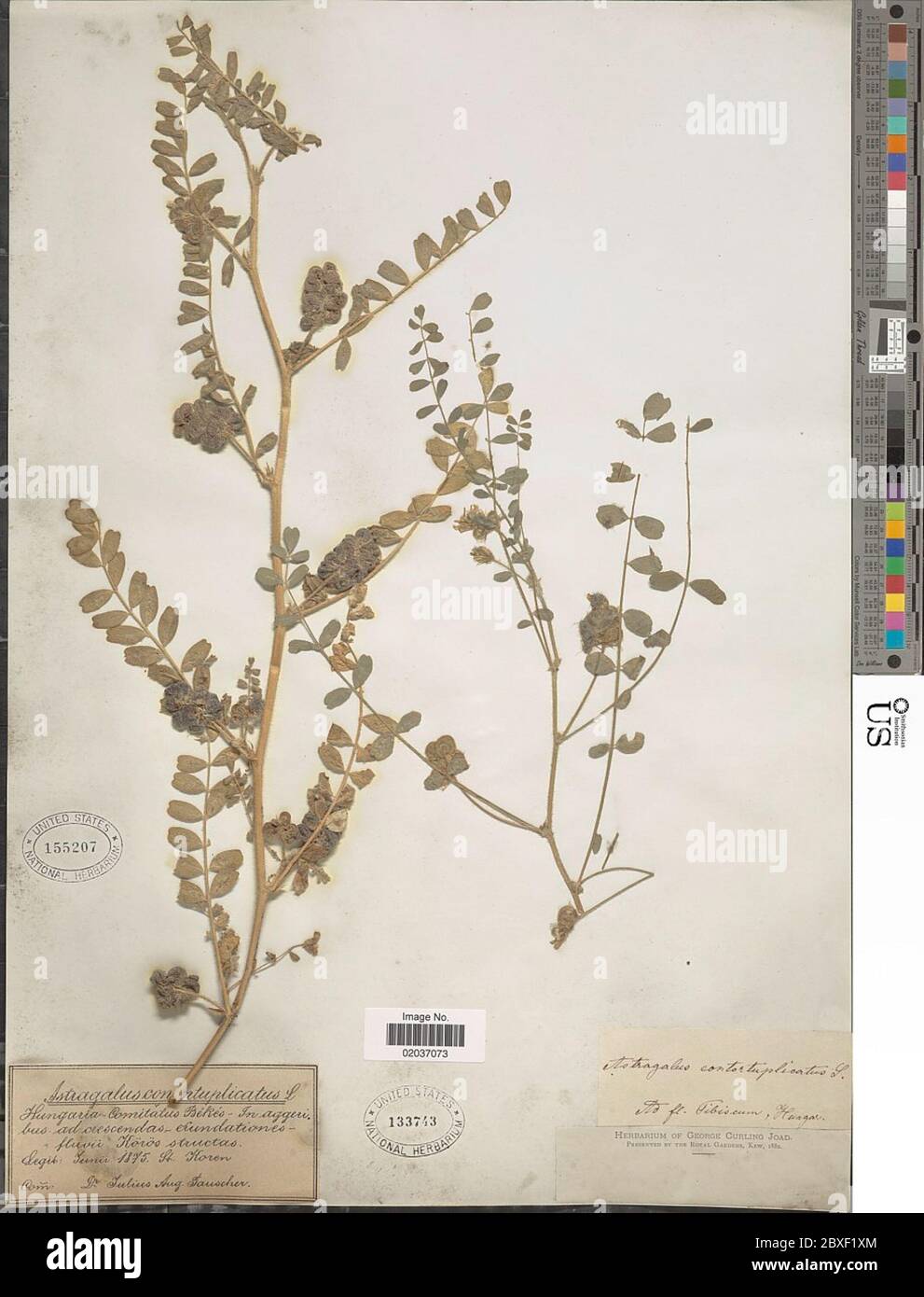 Astragalus contortuplicatus L Astragalus contortuplicatus L Stock Photo ...