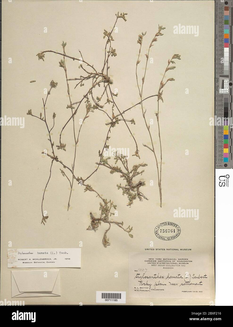 Stylosanthes hamata L Taub Stylosanthes hamata L Taub Stock Photo - Alamy