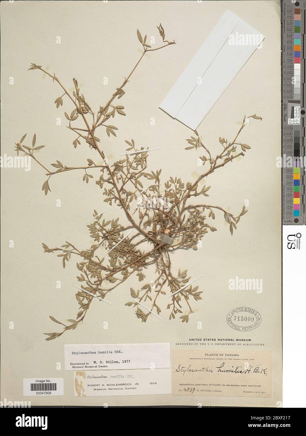 Stylosanthes humilis Kunth Stylosanthes humilis Kunth Stock Photo - Alamy