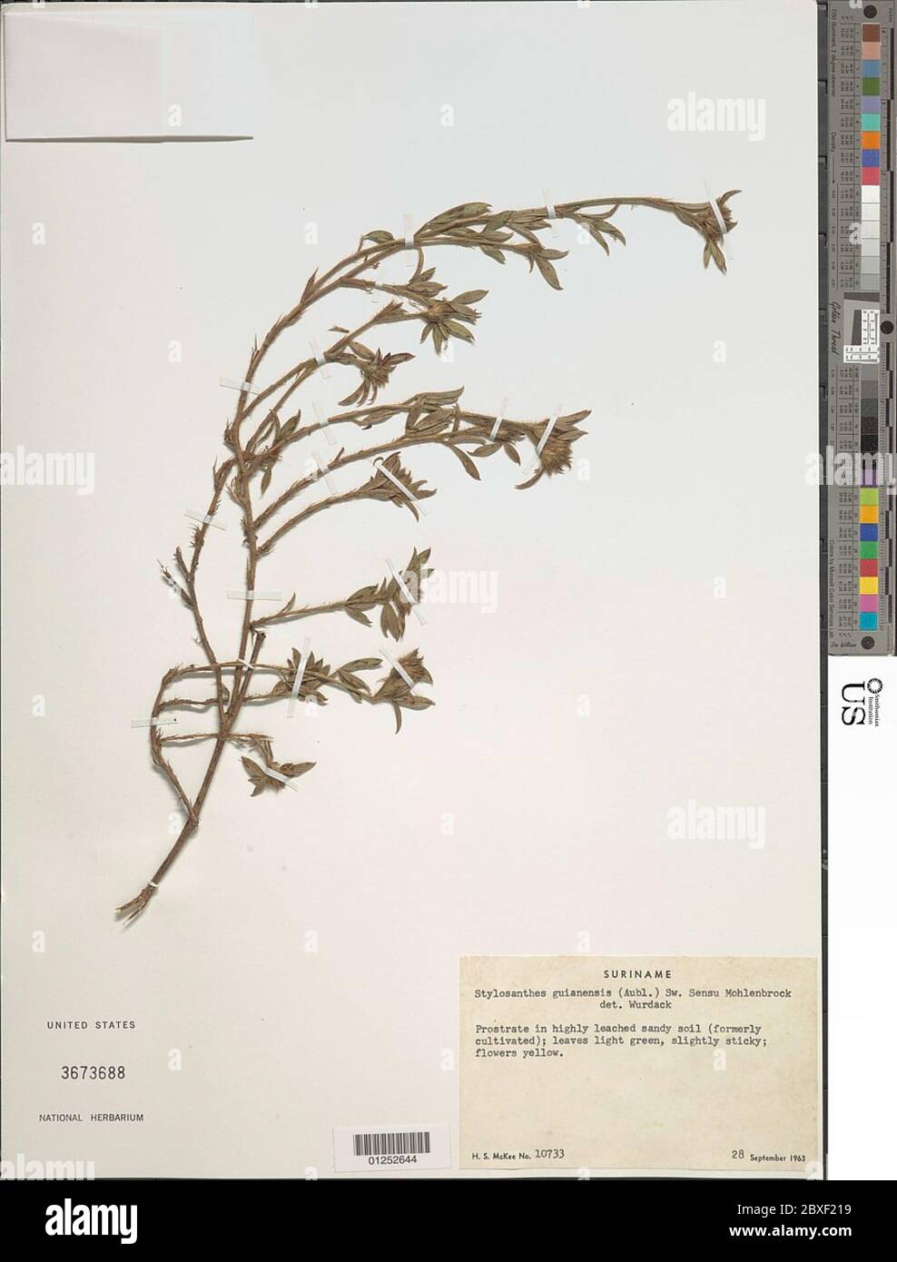 Stylosanthes guianensis Aubl Sw var guianensis Stylosanthes guianensis ...