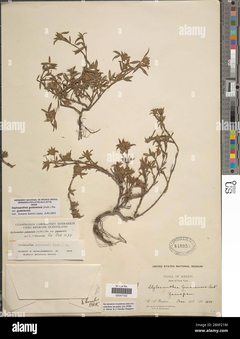Stylosanthes guianensis Aubl Sw Stylosanthes guianensis Aubl Sw Stock ...