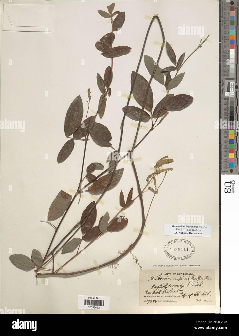 Desmodium incanum hi-res stock photography and images - Alamy