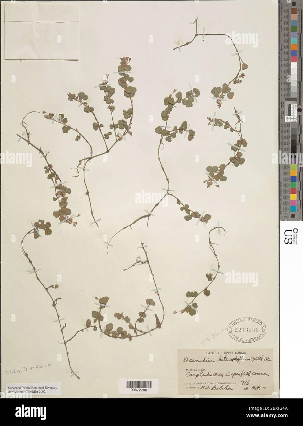 Desmodium triflorum hi-res stock photography and images - Alamy