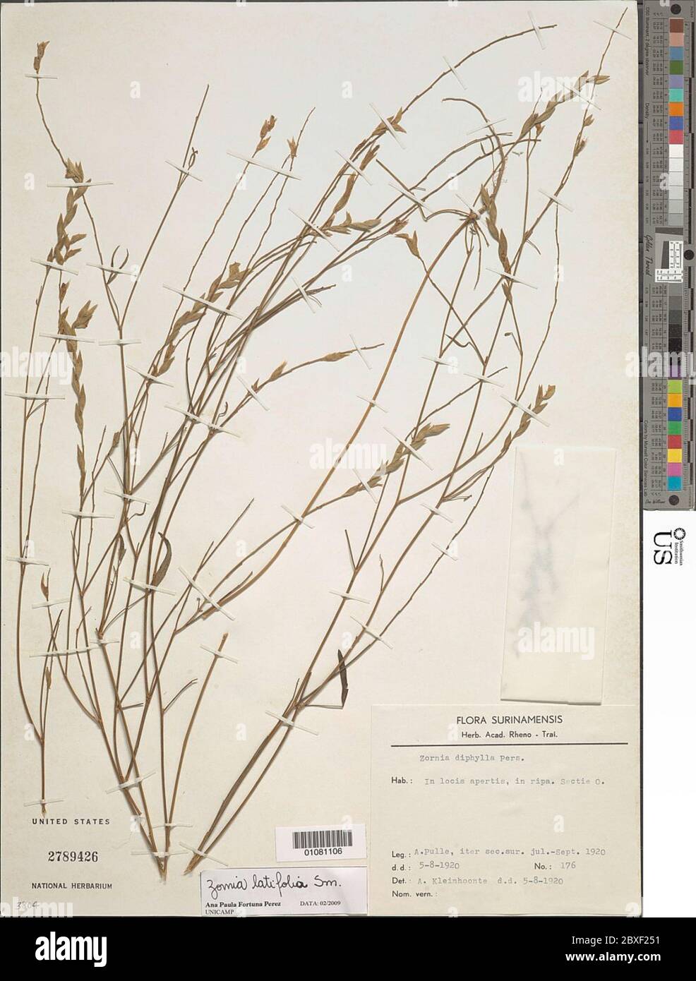 Zornia latifolia Sm Zornia latifolia Sm Stock Photo - Alamy