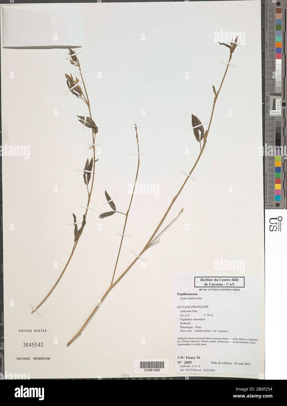 Zornia latifolia Sm Zornia latifolia Sm Stock Photo - Alamy
