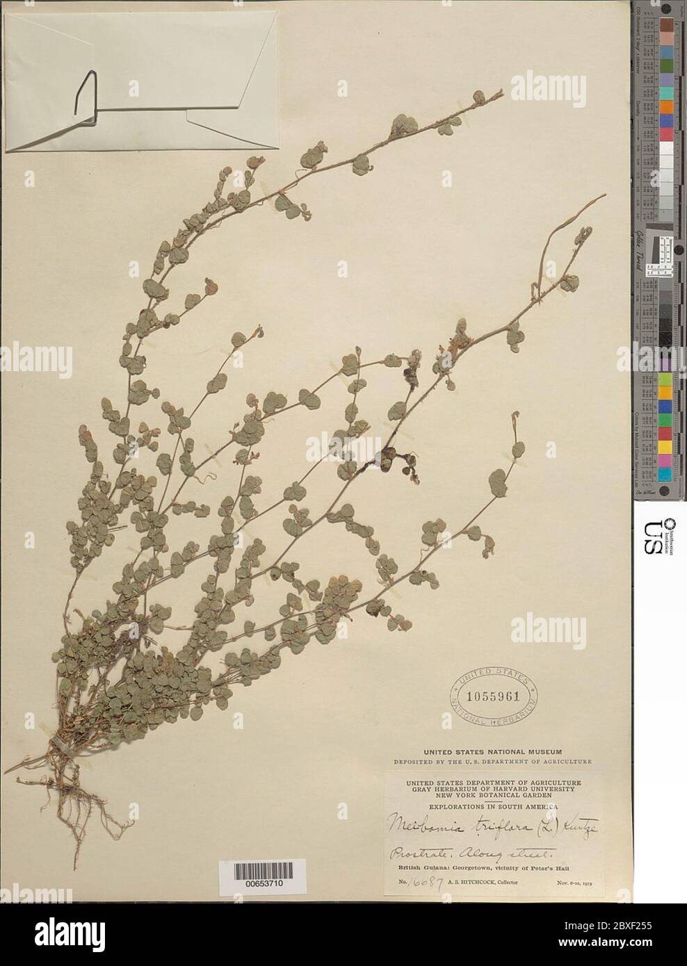 Desmodium triflorum L DC Desmodium triflorum L DC Stock Photo - Alamy