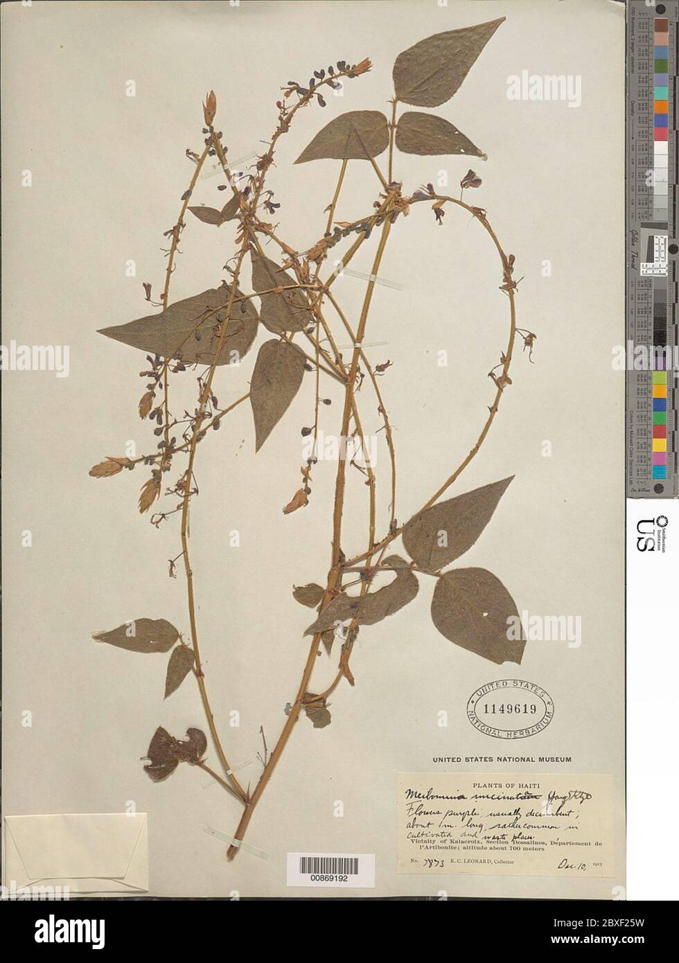 Desmodium intortum Mill Urb Desmodium intortum Mill Urb Stock Photo - Alamy