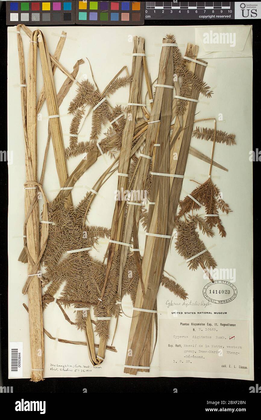 Cyperus digitatus Roxb Cyperus digitatus Roxb Stock Photo - Alamy