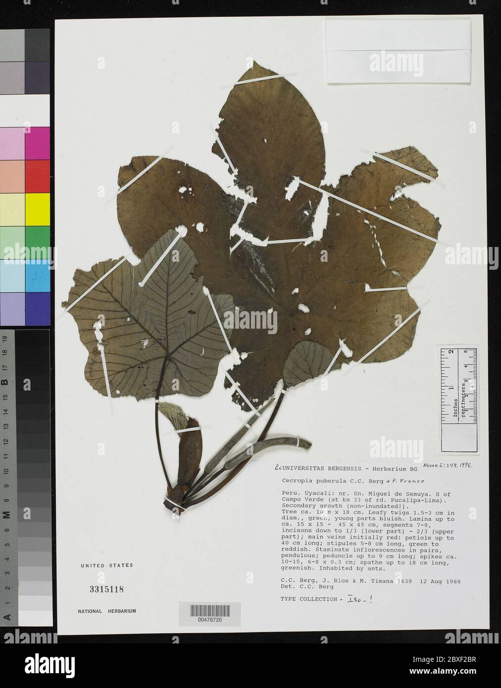 Puberula High Resolution Stock Photography and Images - Alamy