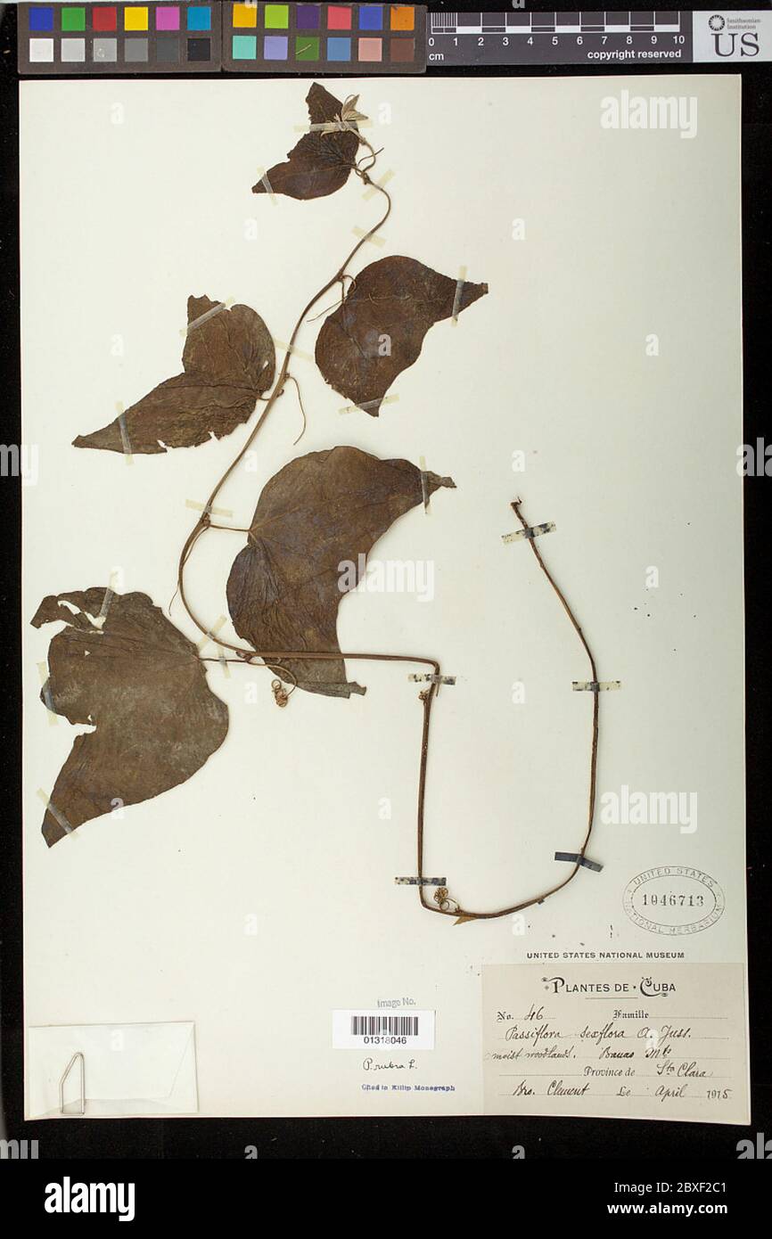 Passiflora rubra L Passiflora rubra L Stock Photo - Alamy