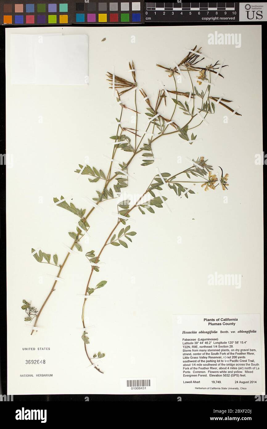 Hosackia oblongifolia Benth var oblongifolia Hosackia oblongifolia ...