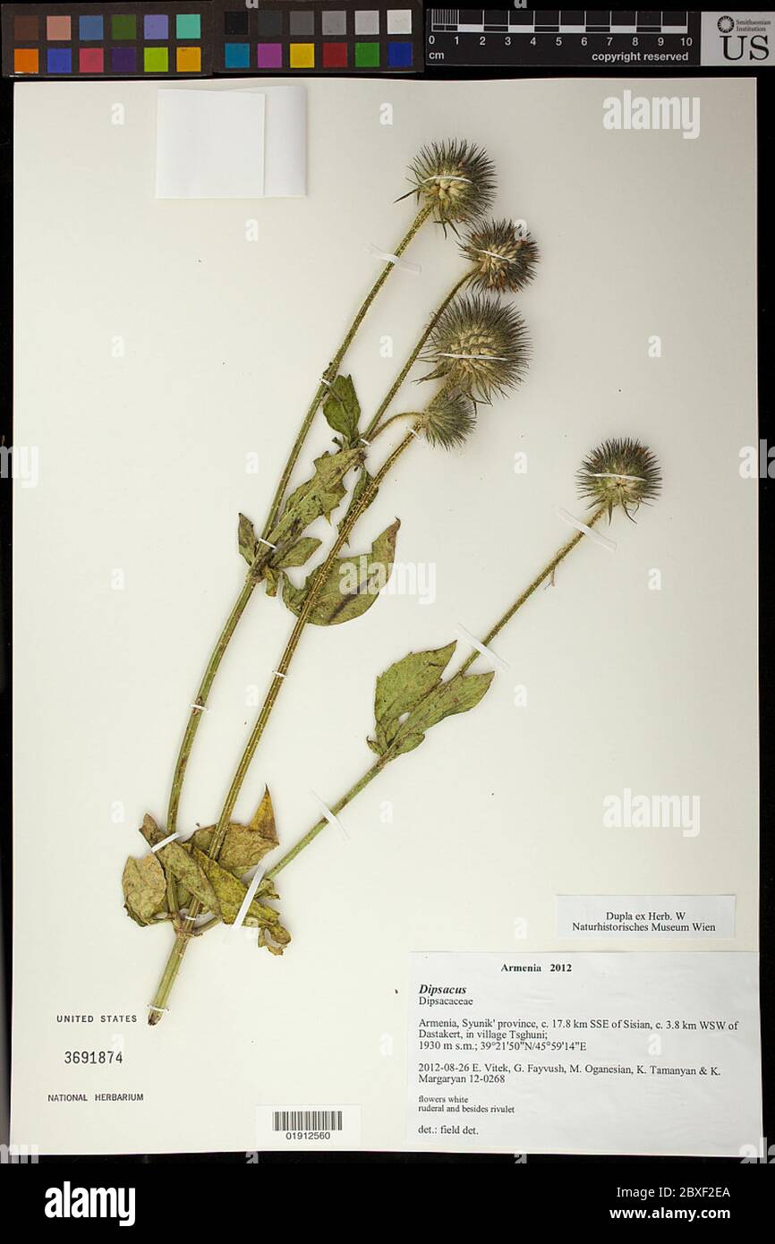 Dipsacus sp hi-res stock photography and images - Alamy