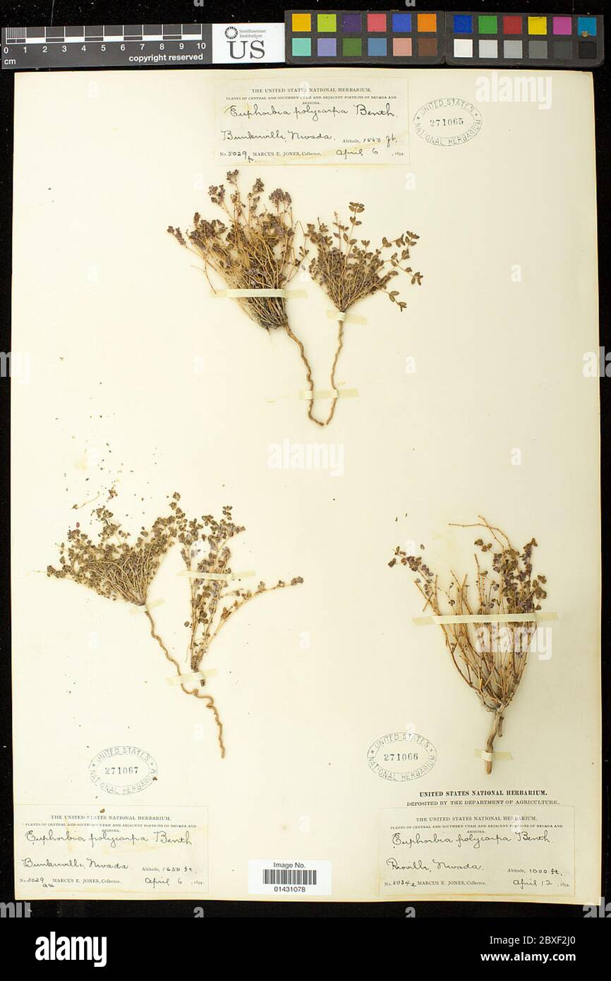 Euphorbia polycarpa Euphorbia polycarpa Stock Photo - Alamy