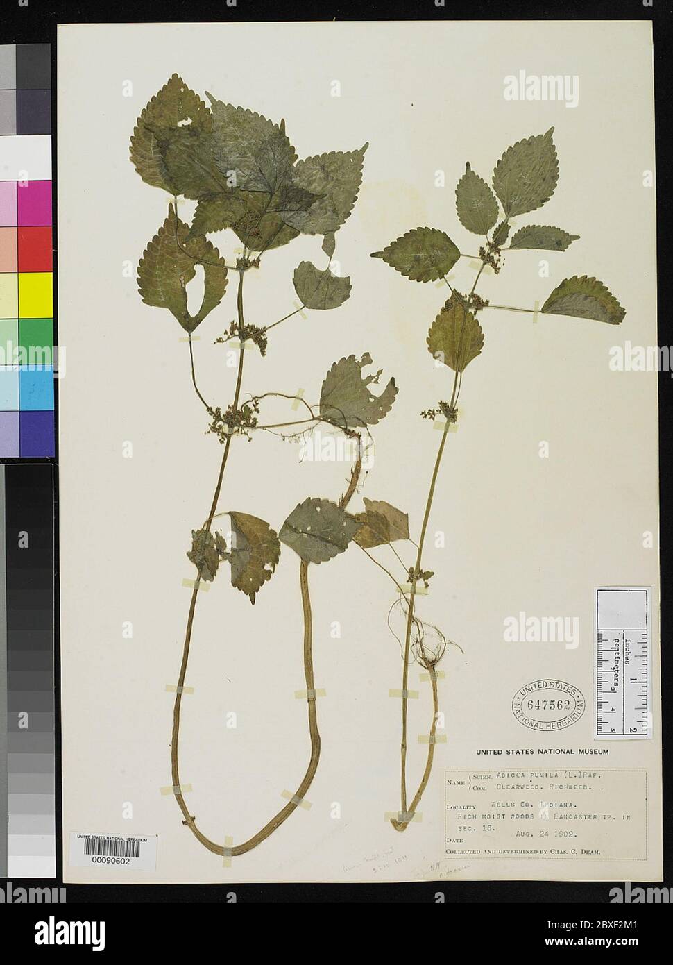 Adike hi-res stock photography and images - Alamy