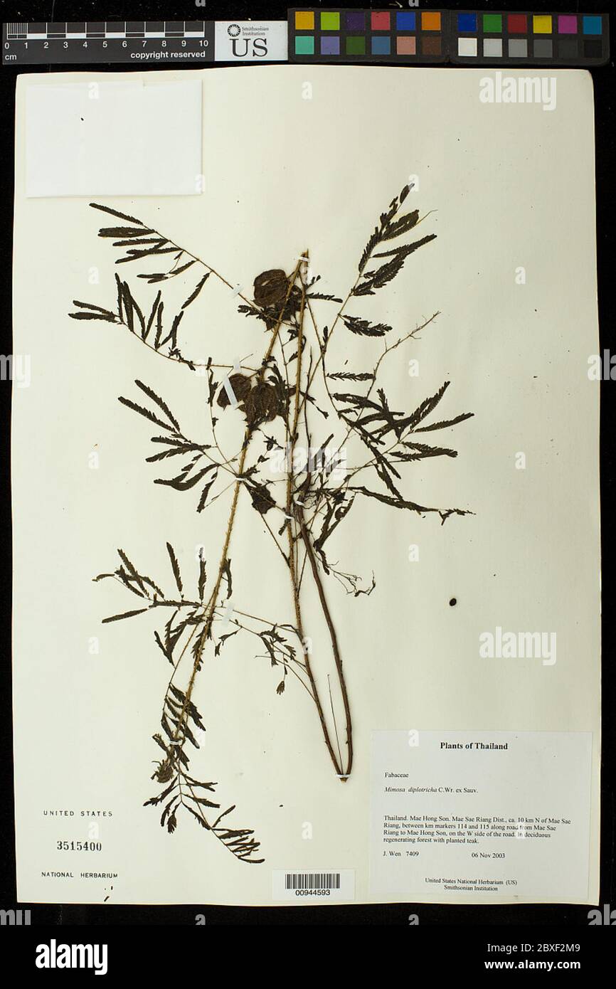 Giant sensitive mimosa diplotricha hi-res stock photography and images ...