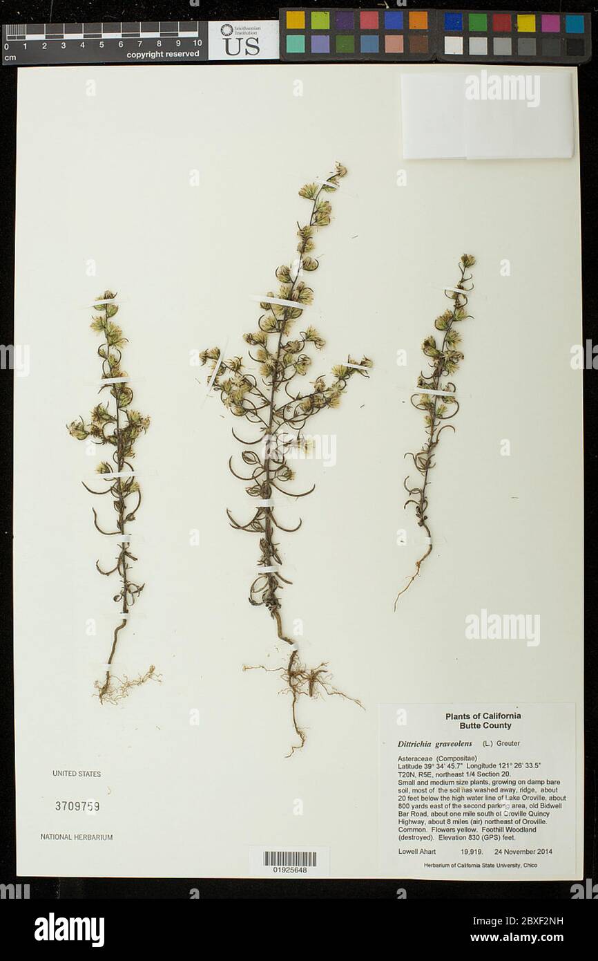 Stinkwort dittrichia graveolens hi-res stock photography and images - Alamy