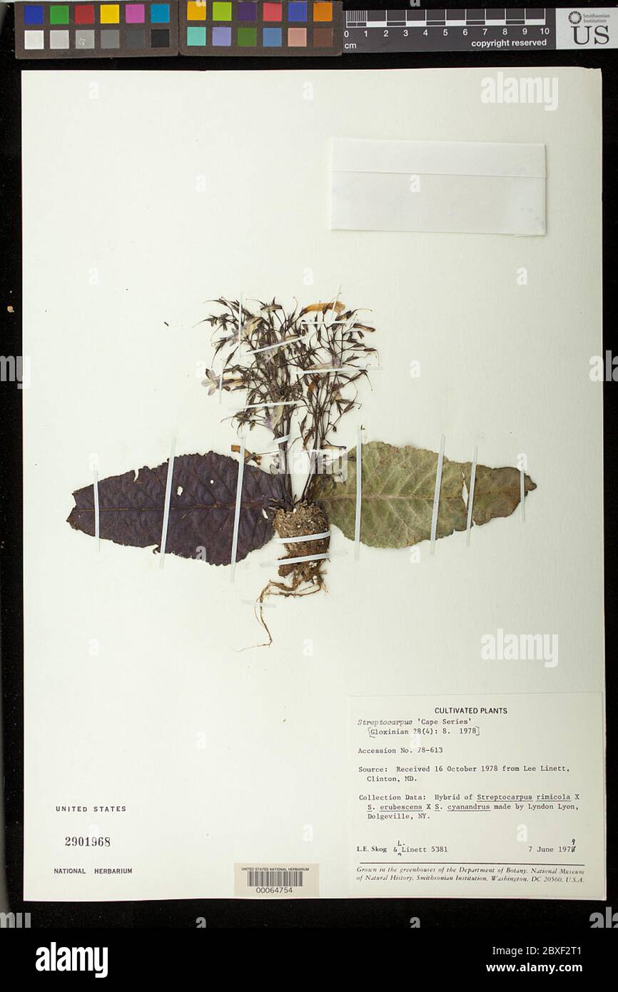 Streptocarpus Cape Series Streptocarpus Cape Series Stock Photo - Alamy