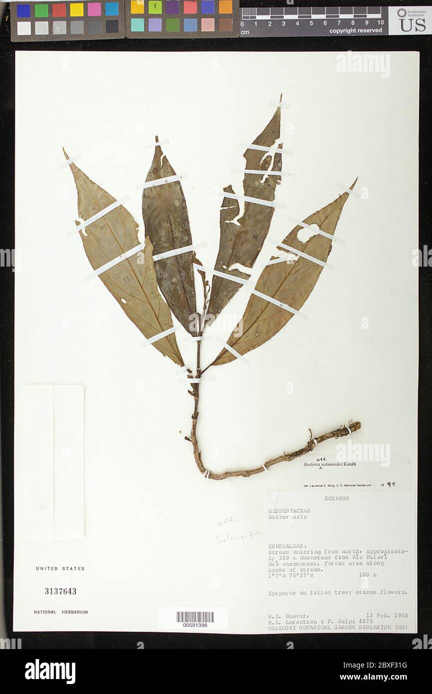 Columnea sp Columnea sp Stock Photo - Alamy