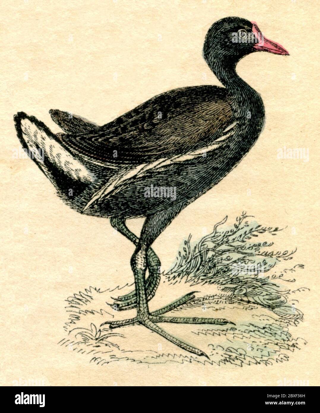 common moorhen / Gallinula chloropus / Teichhuhn (natural history book ...
