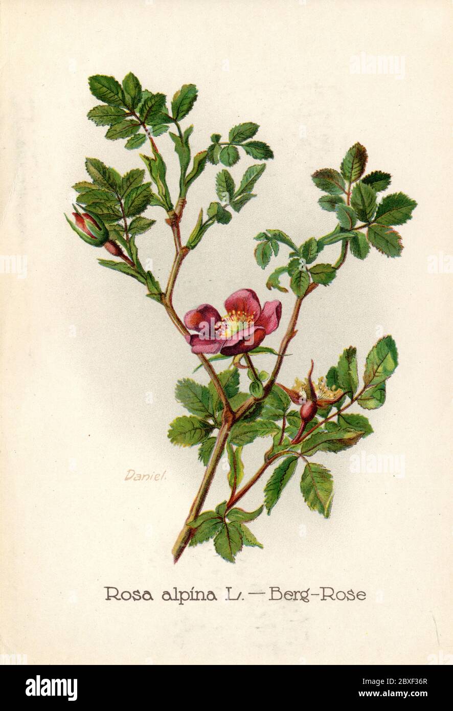 Alpine rose (rosa pendulina) hi-res stock photography and images - Alamy