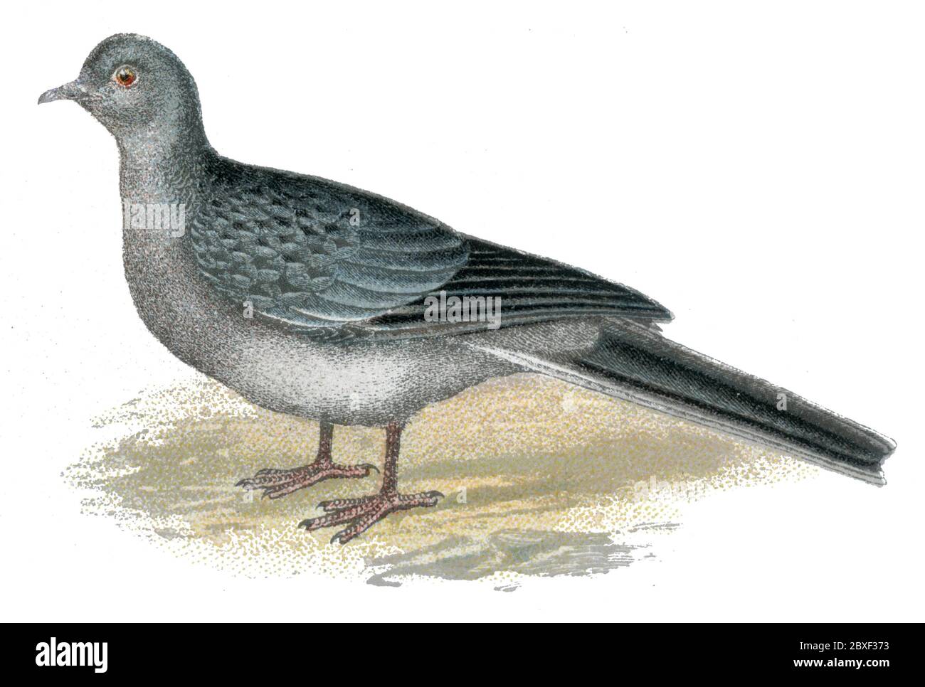 Passenger pigeon, Wild pigeon / Ectopisces migratorius / Wandertaube ...