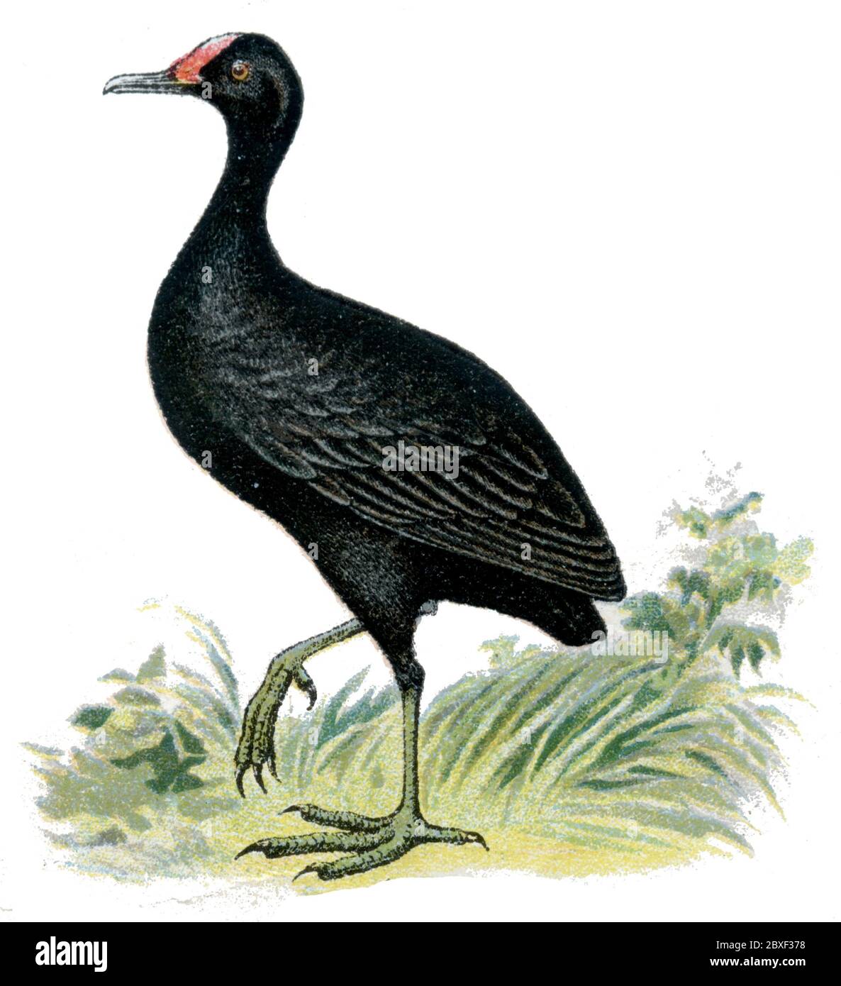 Common moorhen drawing hi-res stock photography and images - Alamy