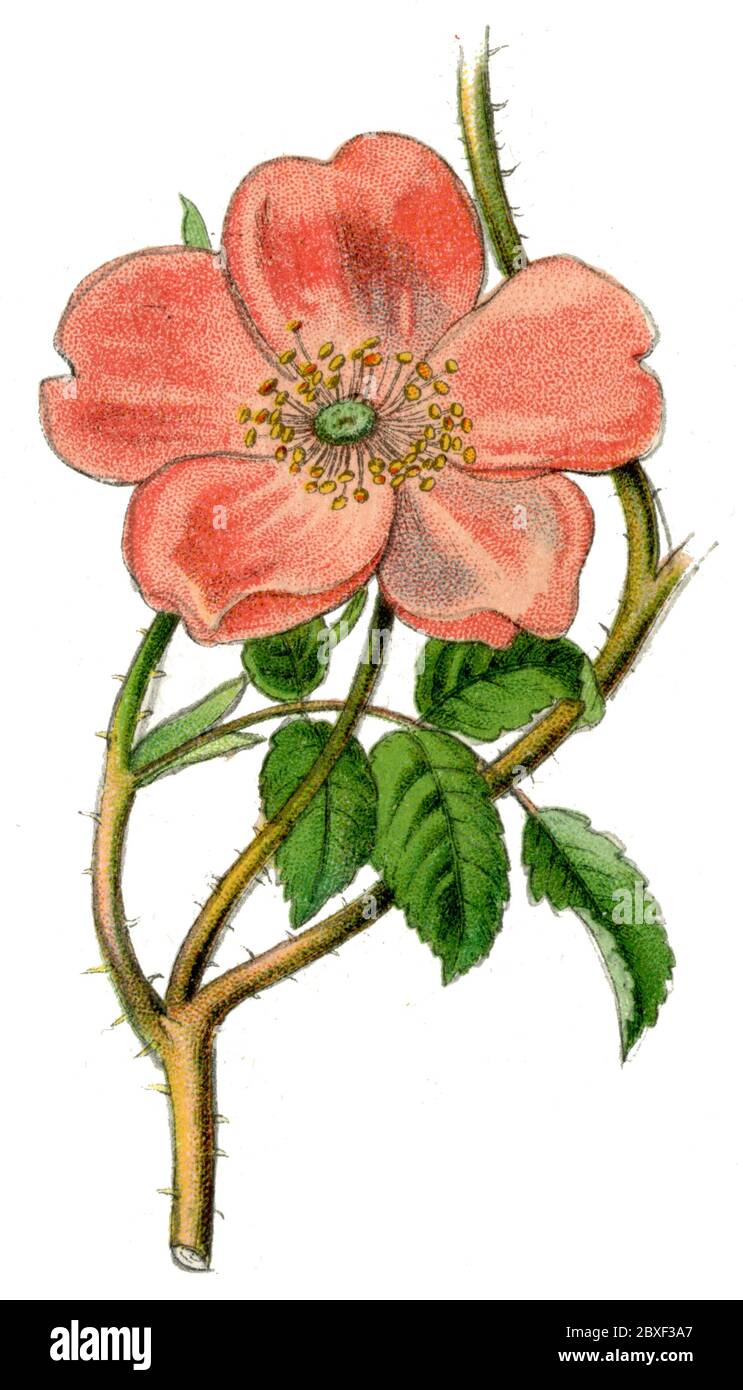 Alpenrose drawing hi-res stock photography and images - Alamy