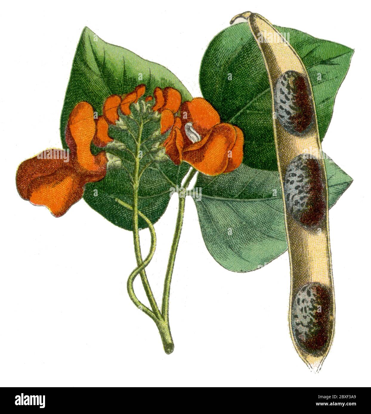 runner bean / Phaseolus coccineus / Feuerbohne (botany book, 1900 Stock ...